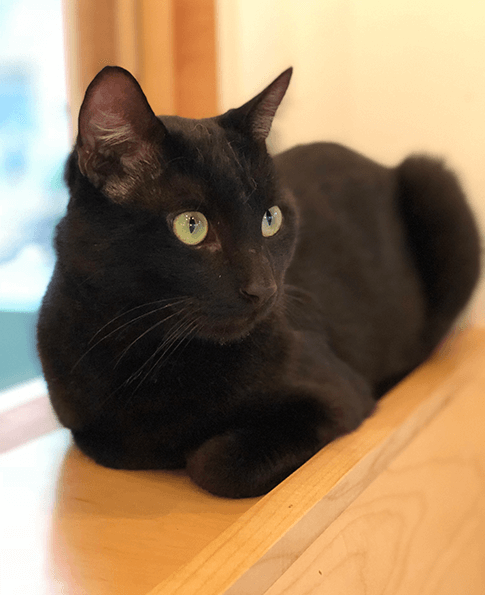 Meet Dart | NEKO: A Cat Cafe | SIP THE DRINKS. PET THE CATS. | Seattle ...