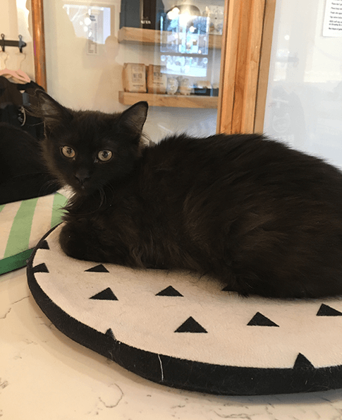 Randall | NEKO: A Cat Cafe | SIP THE DRINKS. PET THE CATS. | Seattle ...