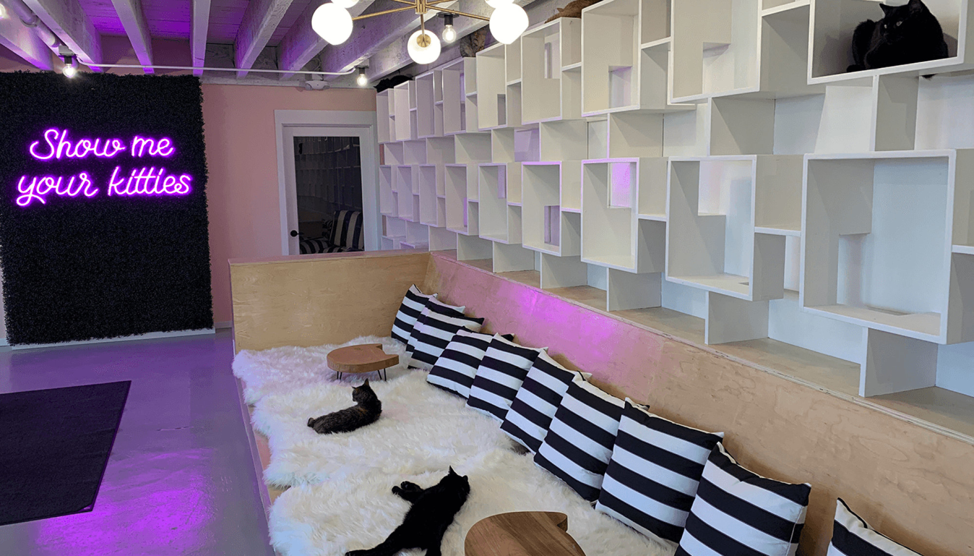 Adoption FAQs | NEKO: A Cat Cafe | SIP THE DRINKS. PET THE CATS ...