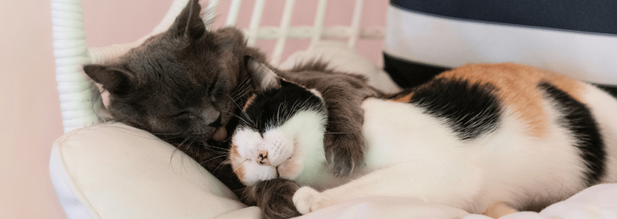 Cats | NEKO: A Cat Cafe | SIP THE DRINKS. PET THE CATS. | Seattle, WA ...