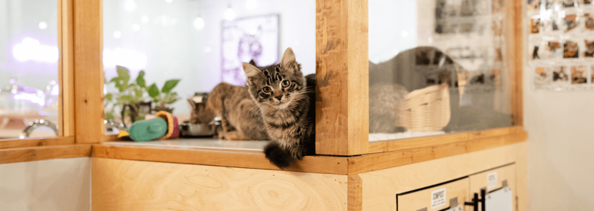 Reservations for Seattle | NEKO: A Cat Cafe | SIP THE DRINKS. PET THE ...