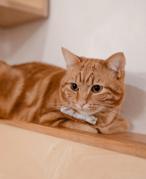 DJ Silly Goose | NEKO: A Cat Cafe | SIP THE DRINKS. PET THE CATS ...