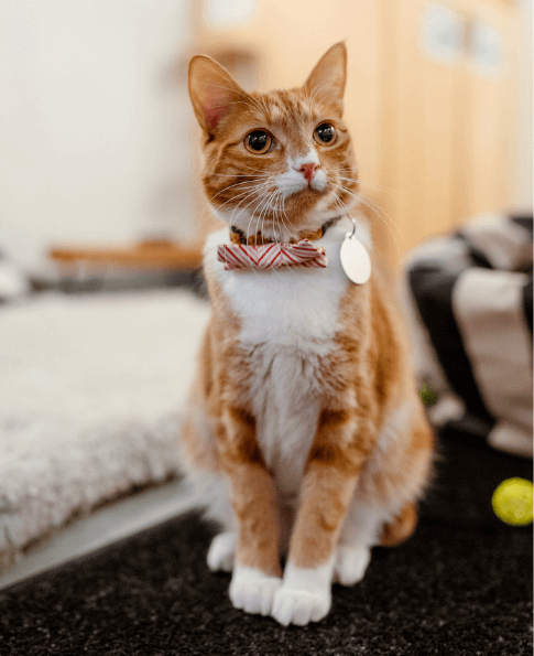 Zest | NEKO: A Cat Cafe | SIP THE DRINKS. PET THE CATS. | Seattle, WA ...