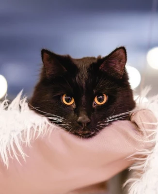 NEKO: A Cat Cafe in Seattle, WA & Bellingham, WA | NEKO: A Cat Cafe ...