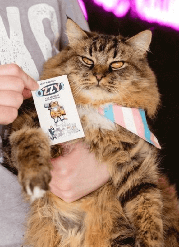 June's Cat of the Month is a Purride Icon?! | NEKO: A Cat Cafe | SIP ...