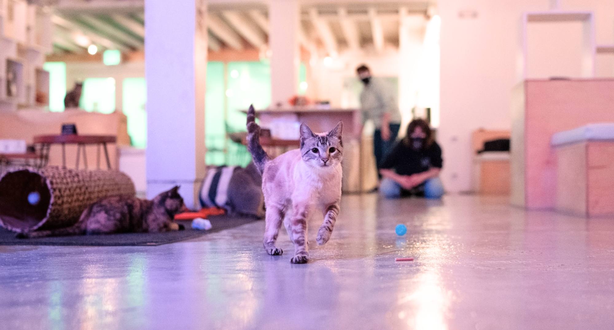 Events | NEKO: A Cat Cafe | SIP THE DRINKS. PET THE CATS. | Seattle, WA ...