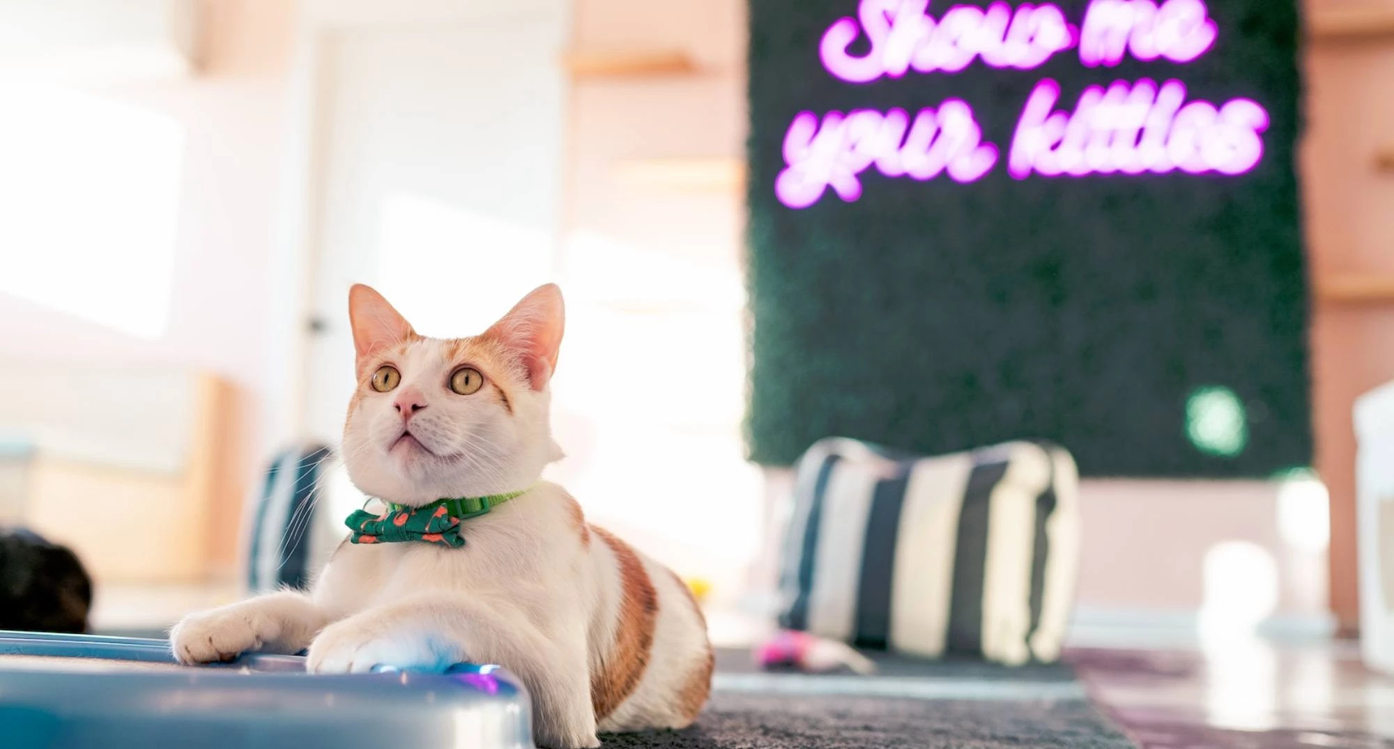 Bellingham | NEKO: A Cat Cafe | SIP THE DRINKS. PET THE CATS. | Seattle ...