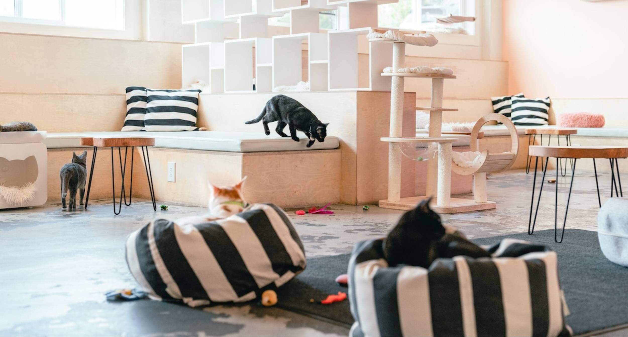 Frequently Asked Questions | NEKO: A Cat Cafe | SIP THE DRINKS. PET THE ...