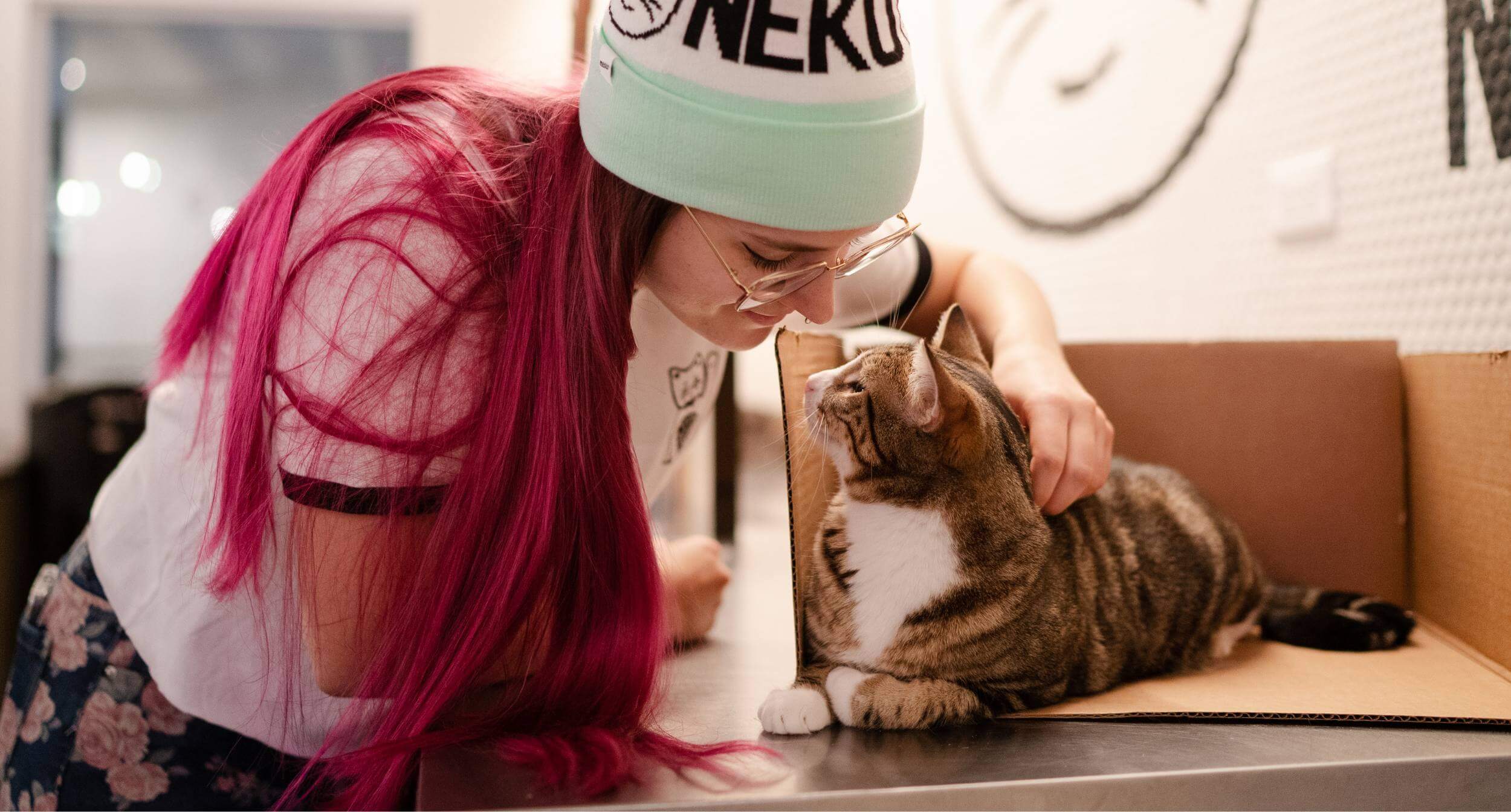 Our Adoptions Process Neko A Cat Cafe Sip The Drinks Pet The Cats