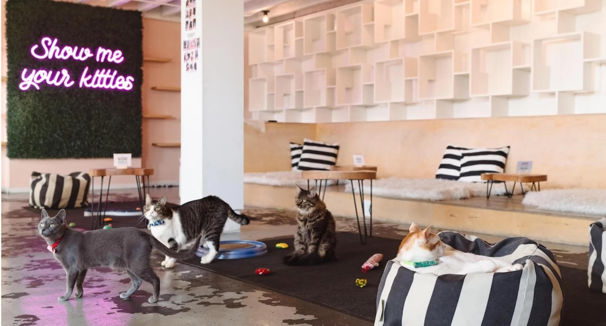 Reservations Bellingham | NEKO: A Cat Cafe | SIP THE DRINKS. PET THE ...