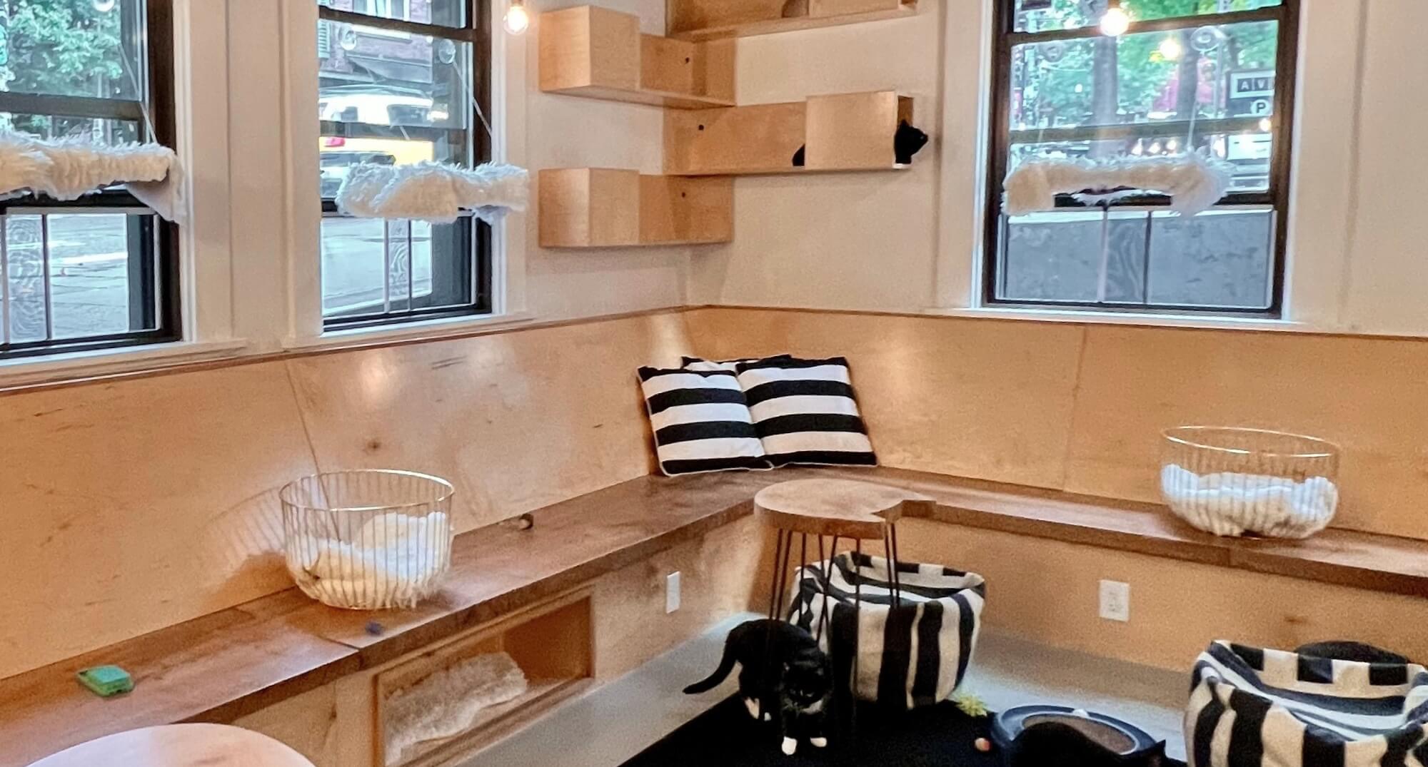 Reservations Seattle | NEKO: A Cat Cafe | SIP THE DRINKS. PET THE CATS ...