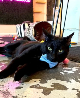 NEKO: A Cat Cafe in Seattle, WA & Bellingham, WA | NEKO: A Cat Cafe ...