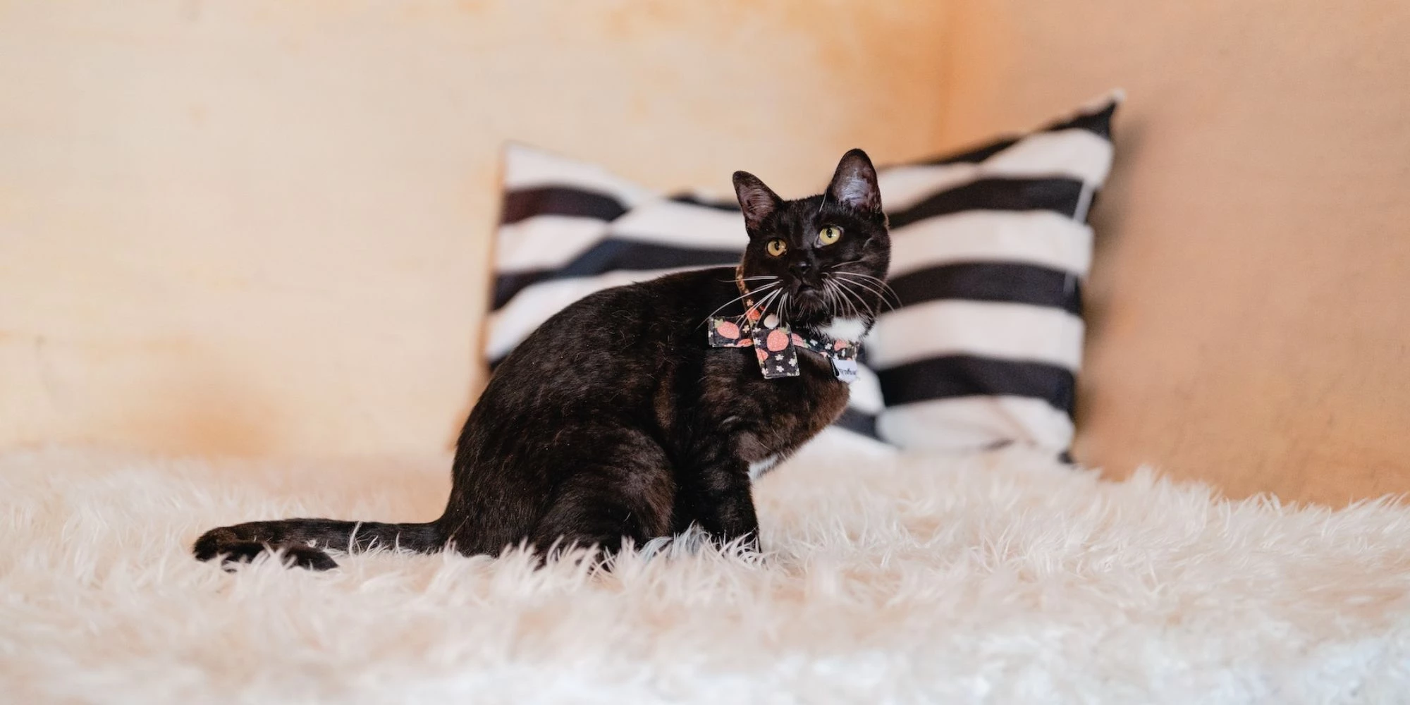 NEKO: A Cat Cafe in Seattle, WA & Bellingham, WA | NEKO: A Cat Cafe ...