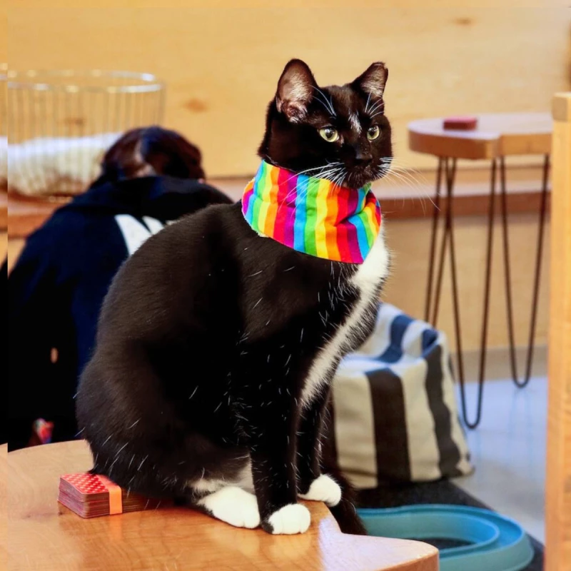 Reservations Seattle | NEKO: A Cat Cafe | SIP THE DRINKS. PET THE CATS ...