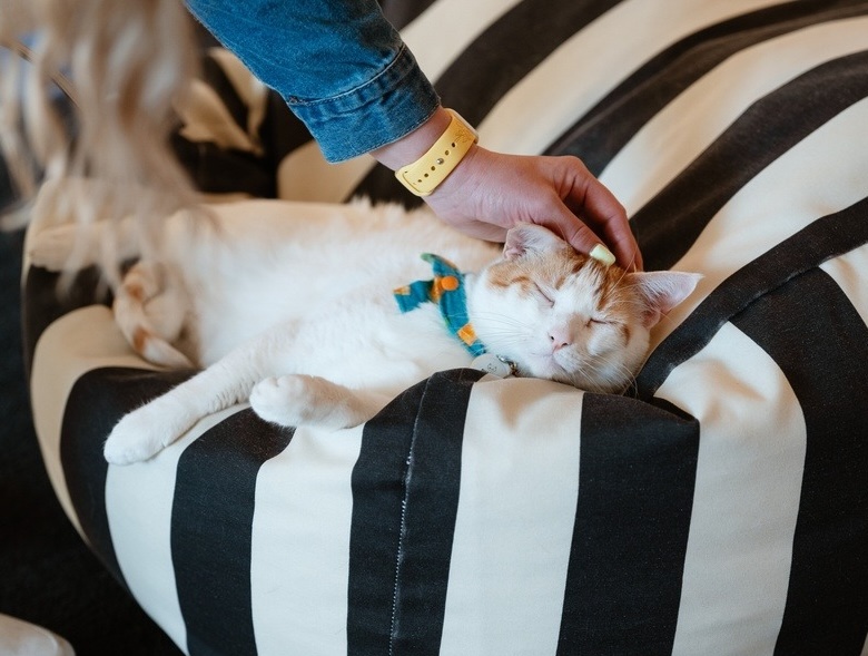 Summer's Hottest NEKO Video Roundup | NEKO: A Cat Cafe | SIP THE DRINKS ...