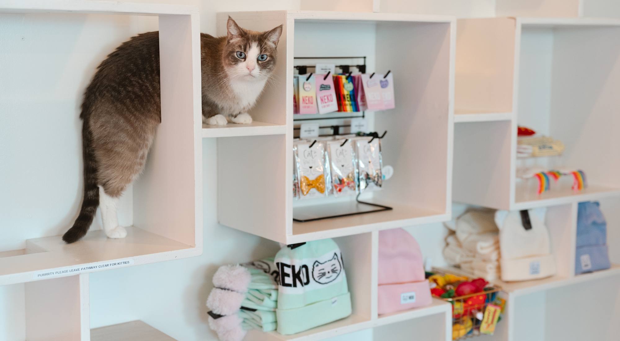 What Our Cats Use | NEKO: A Cat Cafe | SIP THE DRINKS. PET THE CATS ...