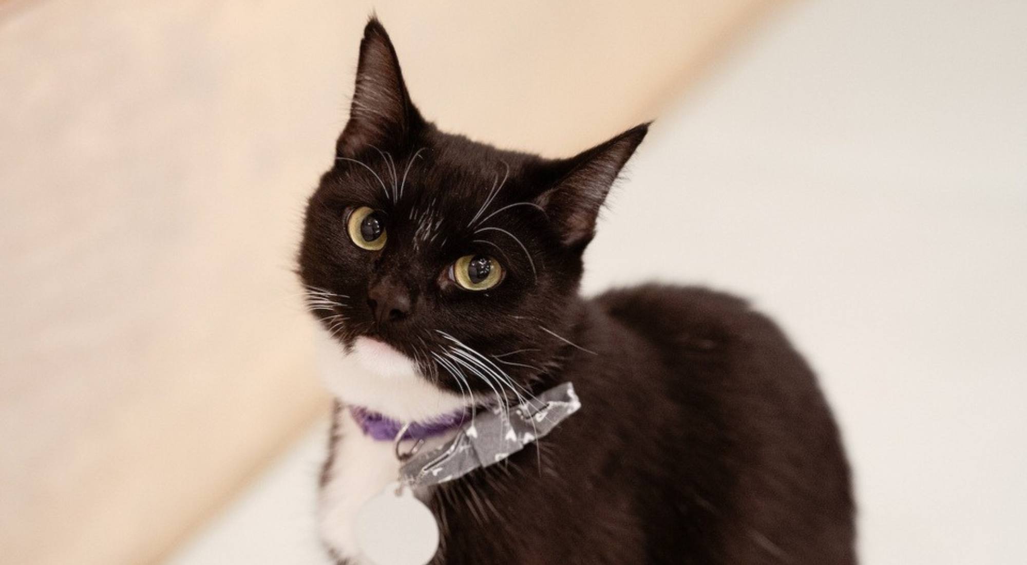 NEKO's Newest Cats of December 2025 | NEKO: A Cat Cafe | SIP THE DRINKS ...